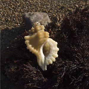 Jewelry | Pearl In A Triton Olive Trumpet Spindle Shell Murex Gold ...